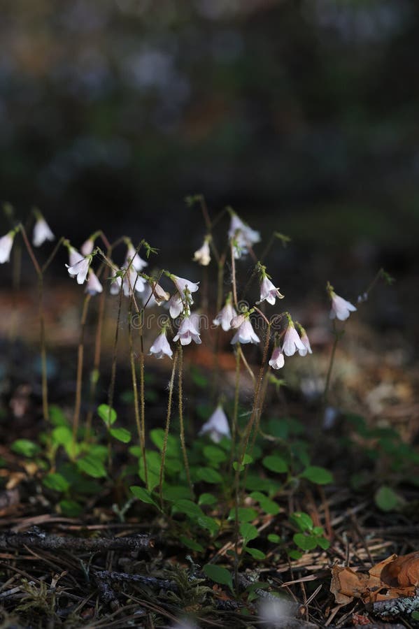 Linnaea borealis stock photo. Image of beauty, light - 73453834