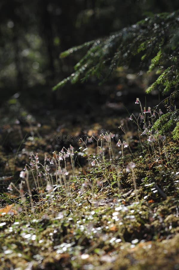 Linnaea borealis stock image. Image of pink, botany, macro - 73453907