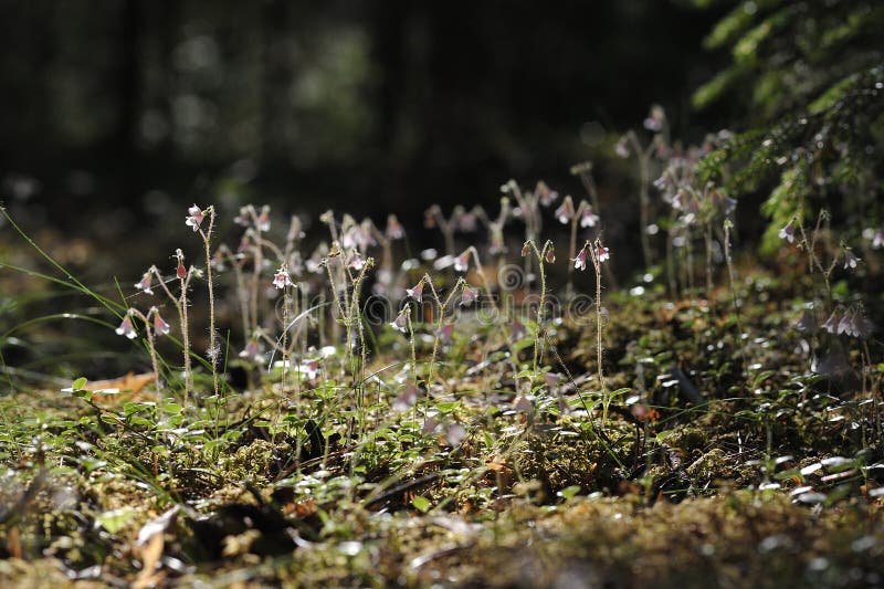 Linnaea borealis stock image. Image of outdoors, north - 73453913