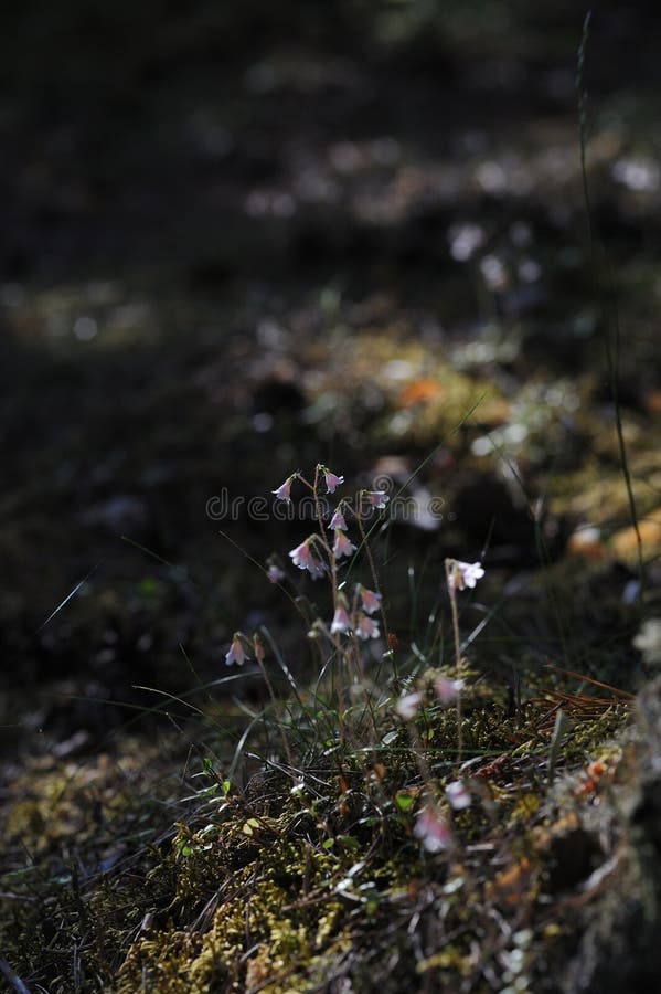 Linnaea borealis stock image. Image of grass, closeup - 73453985