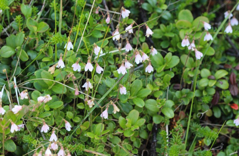 Linnaea Borealis, Commonly Known As Twinflower Stock Photo - Image of ...