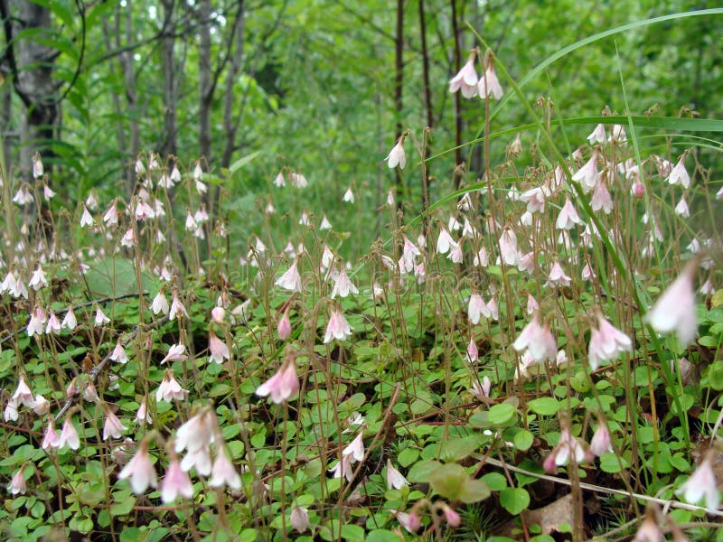 Linnaea borealis stock photo. Image of summer, twinflower - 57136132