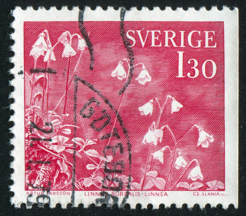 Linnaea borealis stock image. Image of subarctic, growing - 362449823