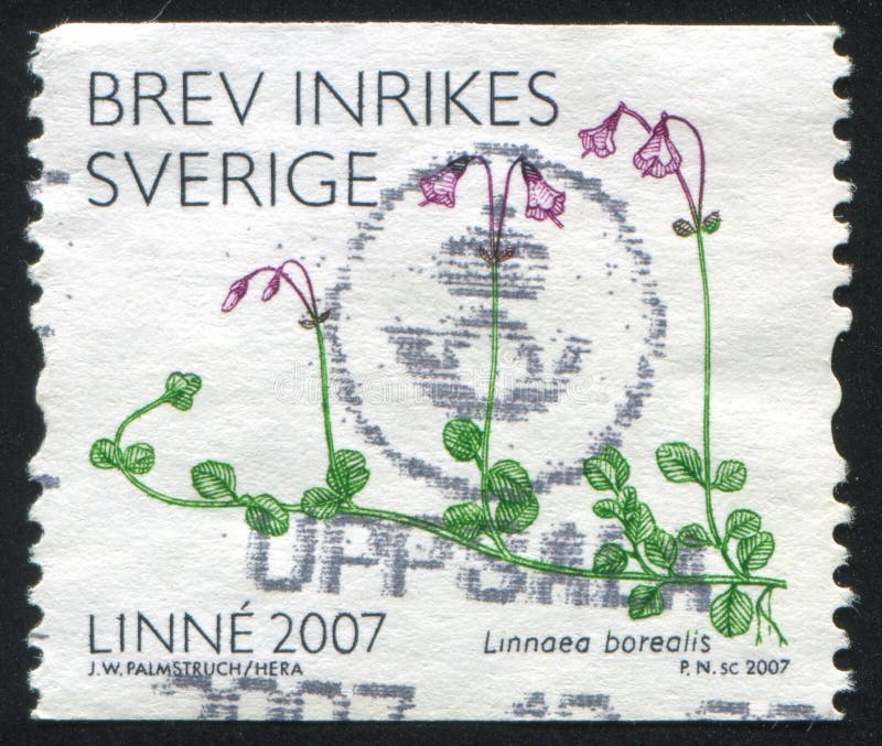 Linnaea Borealis editorial photography. Image of letter - 363279652