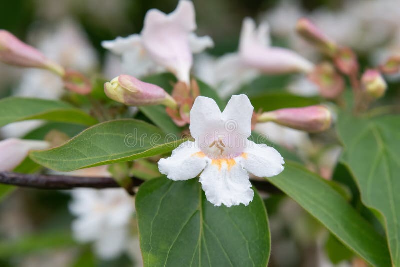 Chinese Honeysuckle Shrub Linnaea Dipelta, Close-up of Flowers Stock ...