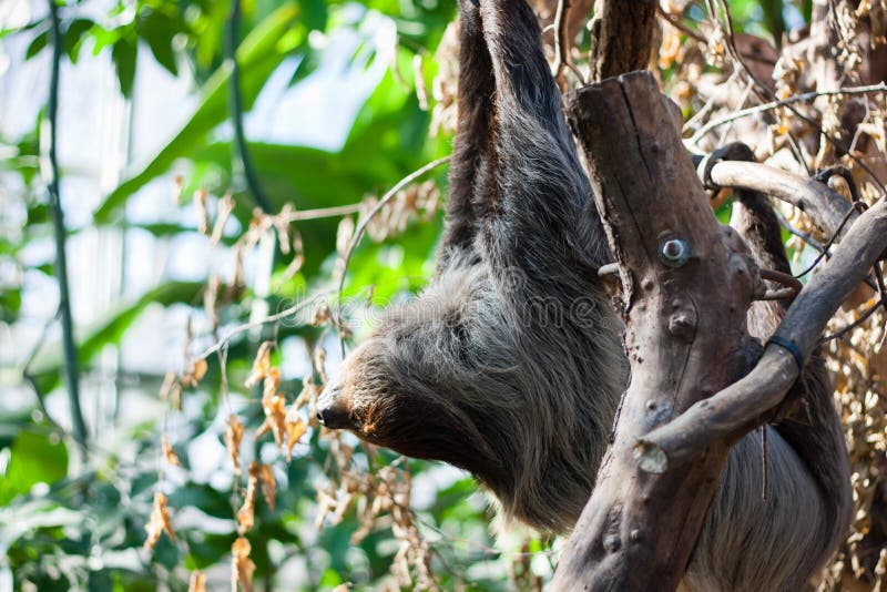 Linnaeus s two-toed sloth stock image. Image of brazil - 23812545