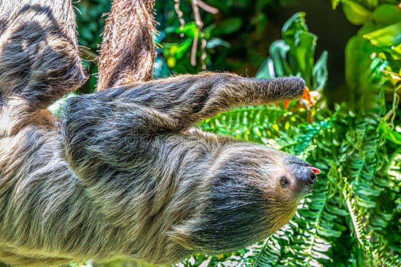 Linnaeus s Two-toed Sloth stock image. Image of infant - 287976175