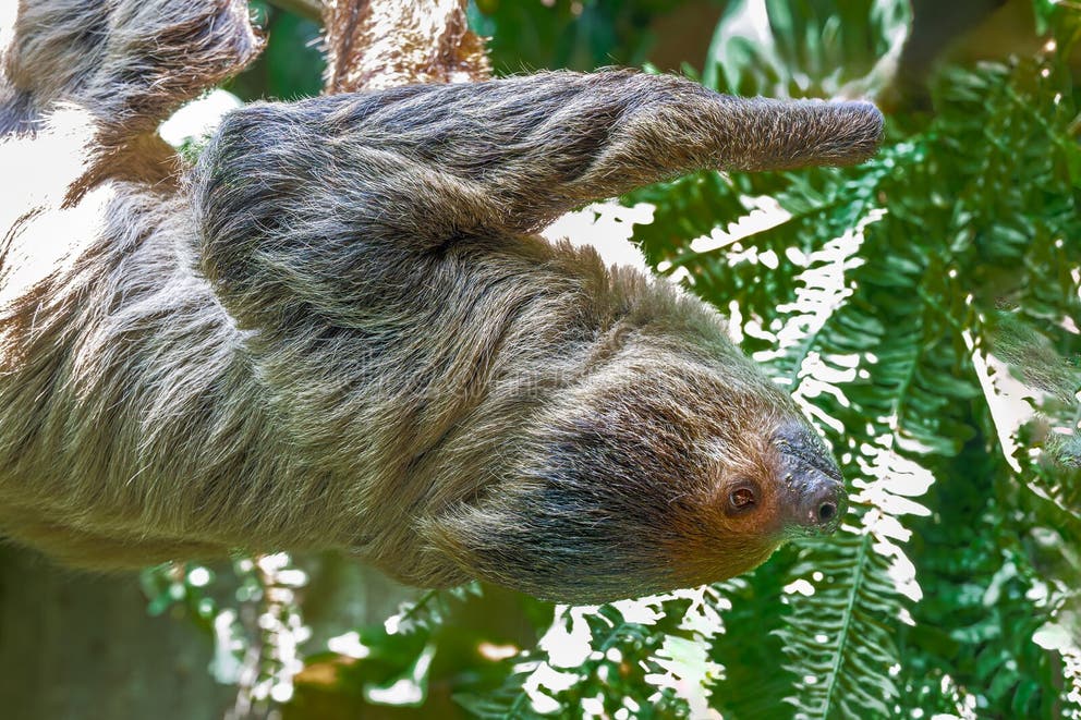 Linnaeus s Two-toed Sloth stock image. Image of wildlife - 287976187