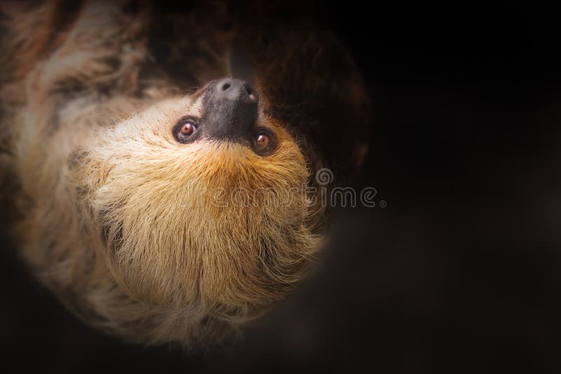Linnaeus s Two-toed Sloth stock image. Image of forest - 308469393