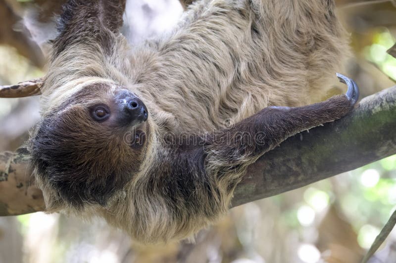 Linnaeus S Two-toed Sloth (Choloepus Didactylus) Stock Photo - Image of ...