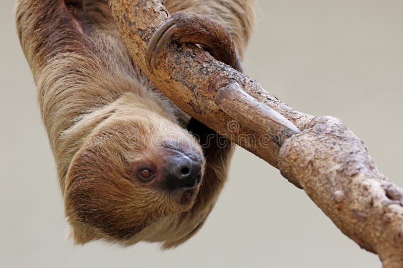Linnaeus S Two-toed Sloth (Choloepus Didactylus) Stock Image - Image of ...