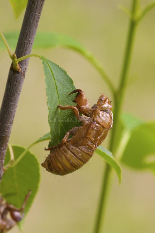 Cicada Shell on Leaf stock photo. Image of outbreak, leaf - 56048788