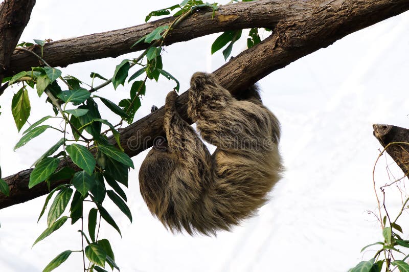 Linnaeuss Two-toed Sloth (Choloepus Didactylus) Stock Image - Image of ...