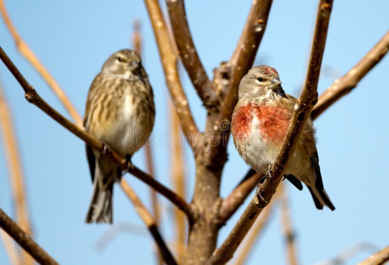 Brown House Sparrows (Passer Domesticus) Stock Photo - Image of four ...
