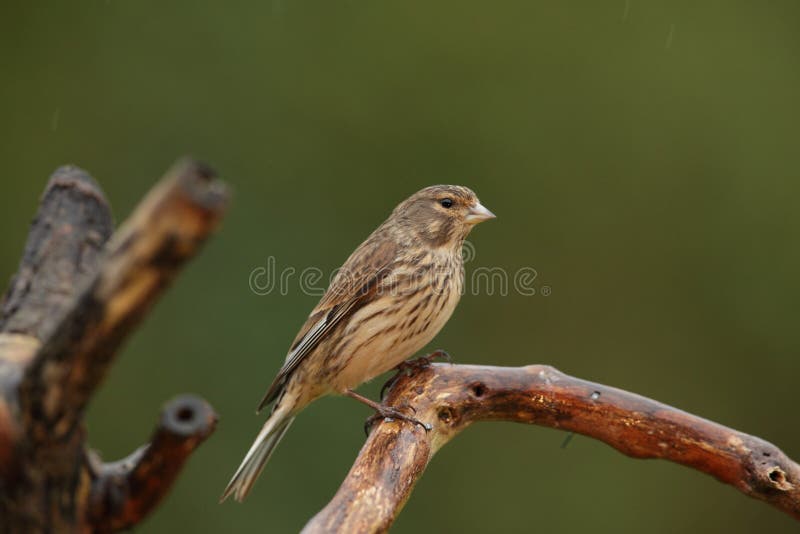 A linnet bird. stock image. Image of side, bird, feathers - 18189591