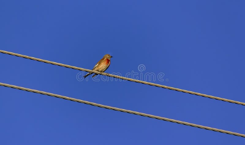 Linnet Bird Sitting on Wires Against Blue Sky Stock Photo - Image of ...