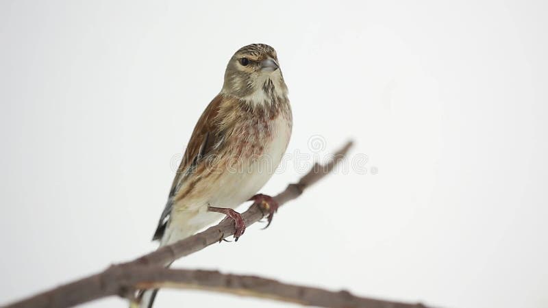Linnet on branch stock footage. Video of linnet, cannabina - 85912146