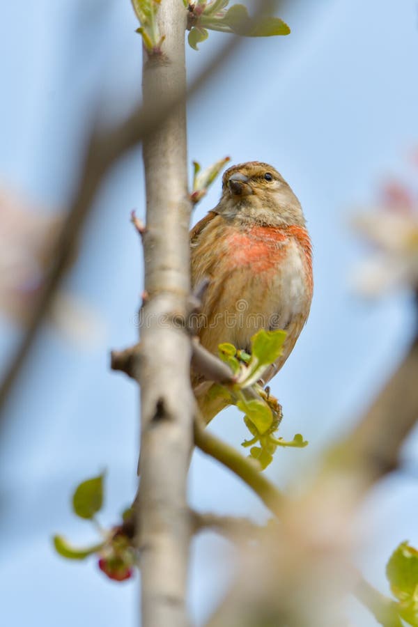 A Linnet, or Common Linnet, Linaria Cannabina, Male, Perched on a ...