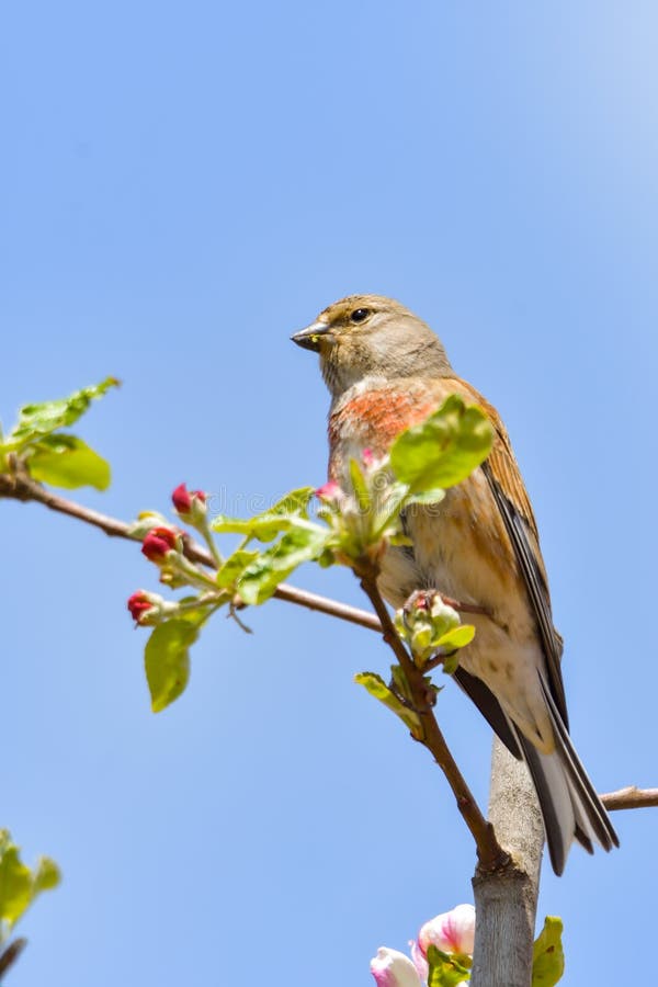 A Linnet, or Common Linnet, Linaria Cannabina, Male, Perched on a ...
