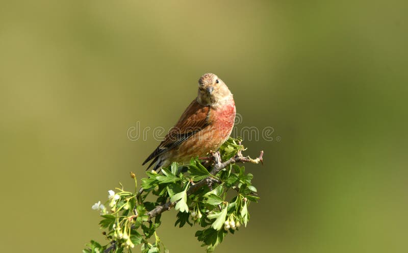 Linnet in the Field in Spring Stock Image - Image of female, flight ...