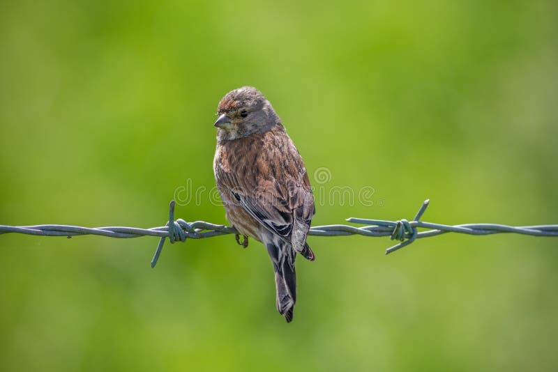 Linnet stock image. Image of black, linnet, hedge, environment - 41899233