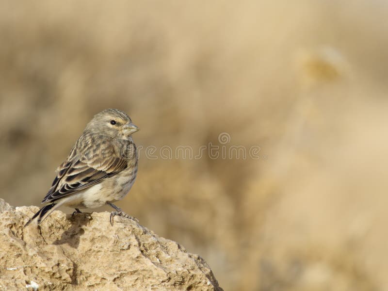 Linnet, Linaria cannabina stock photo. Image of bird - 261552532