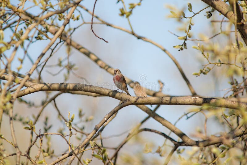 Linnet sings a spring song stock photo. Image of color - 30419136