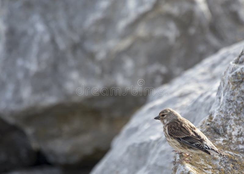 Linnet stock image. Image of wild, wildlife, europe, finch - 48469759
