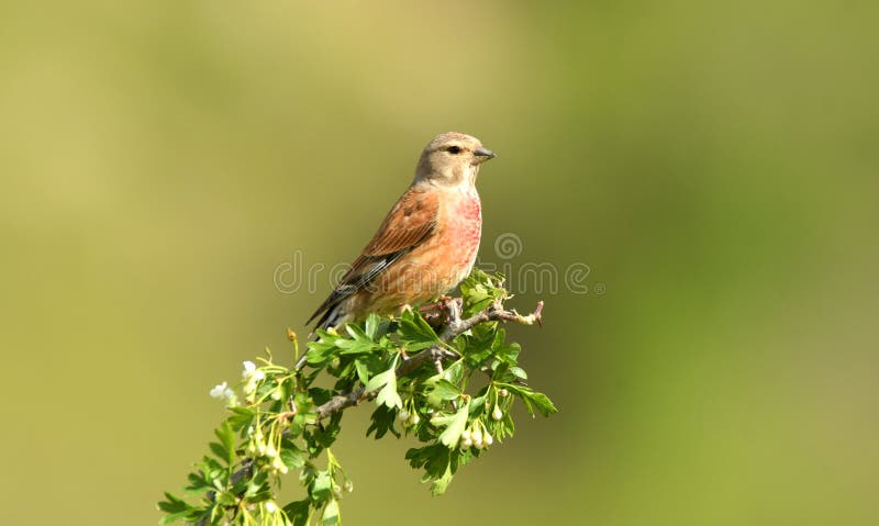 Linnet on the tree branch stock image. Image of birds - 247577209