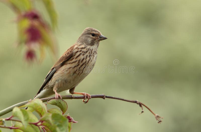 A linnet bird. stock image. Image of side, bird, feathers - 18189591