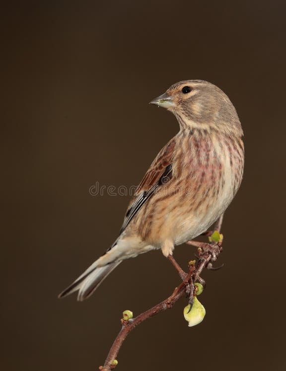 Linnet bird. stock photo. Image of finch, wildlife, covered - 68170978
