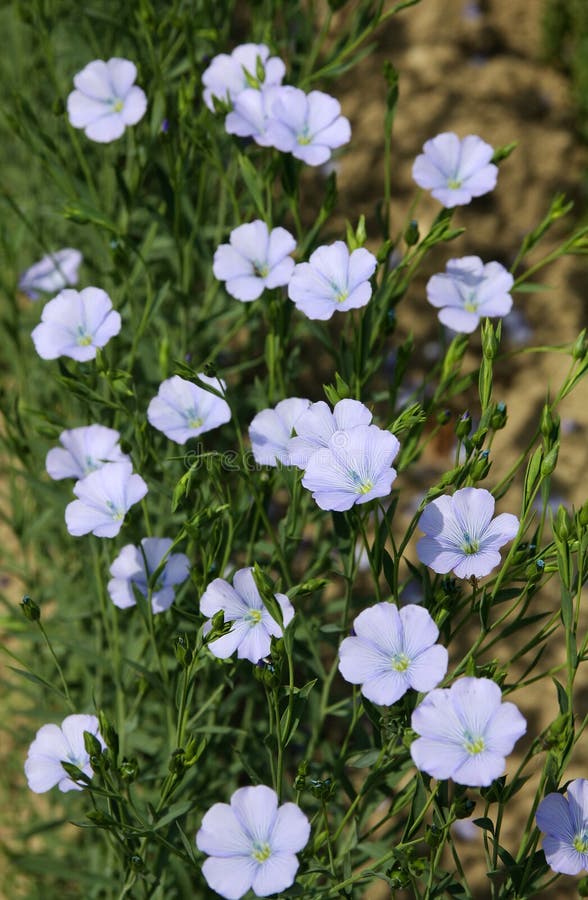 Lino imagen de archivo. Imagen de linaza, crecido, planta - 33280403