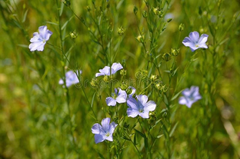 Lino O Linaza (usitatissimum De Linum) Foto de archivo - Imagen de flor ...