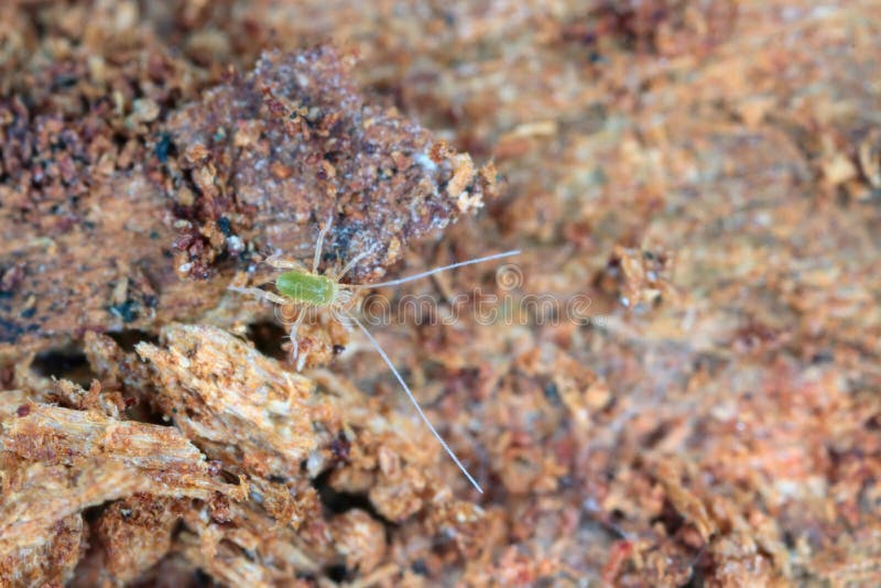 Spider Mites Tree Stock Photos - Free & Royalty-Free Stock Photos from ...
