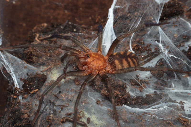 Linothele Fallax Very Fast Spider from Peru, Bolivia. Stock Image ...