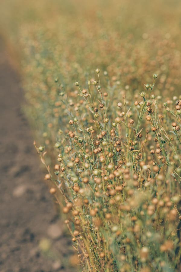 Ripe Flax Capsules in Field, Selective Focus Stock Photo - Image of ...