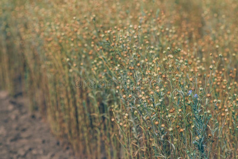 Linseed or Common Flax Crop Field Stock Image - Image of ripe ...