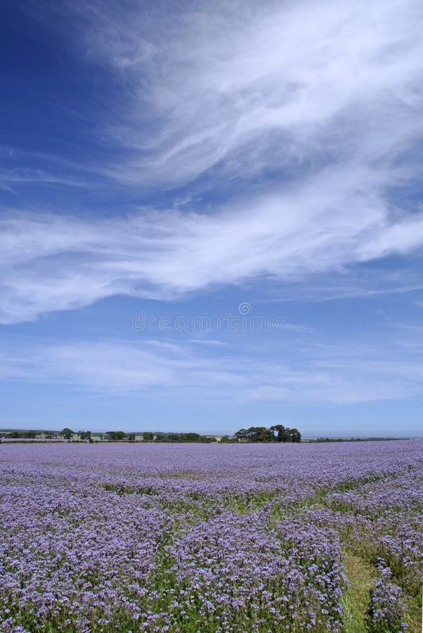 Linseed Field stock photo. Image of linseed, doddington - 977308