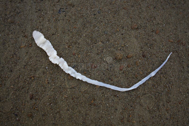 Lintworm stock foto. Image of zand, lintworm, besmettingen - 83560046