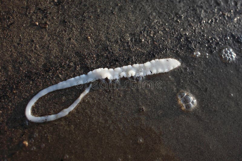 Lintworm stock afbeelding. Image of albino, parasiet - 83560413