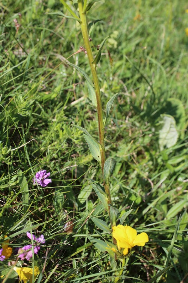 Linum Capitatum - Wild Plant Shot in the Spring Stock Image - Image of ...