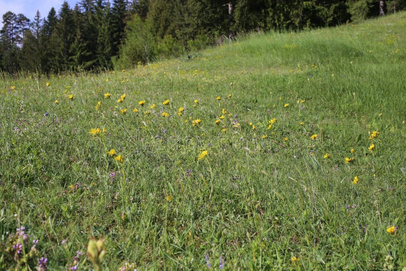 Linum Capitatum - Wild Plant Shot in the Spring Stock Image - Image of ...
