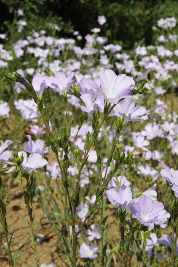 Linum (flax) stock photo. Image of stem, beauty, bloom - 19889264