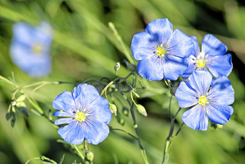 Linum (Linum austriacum) stock photo. Image of agriculture - 36278250