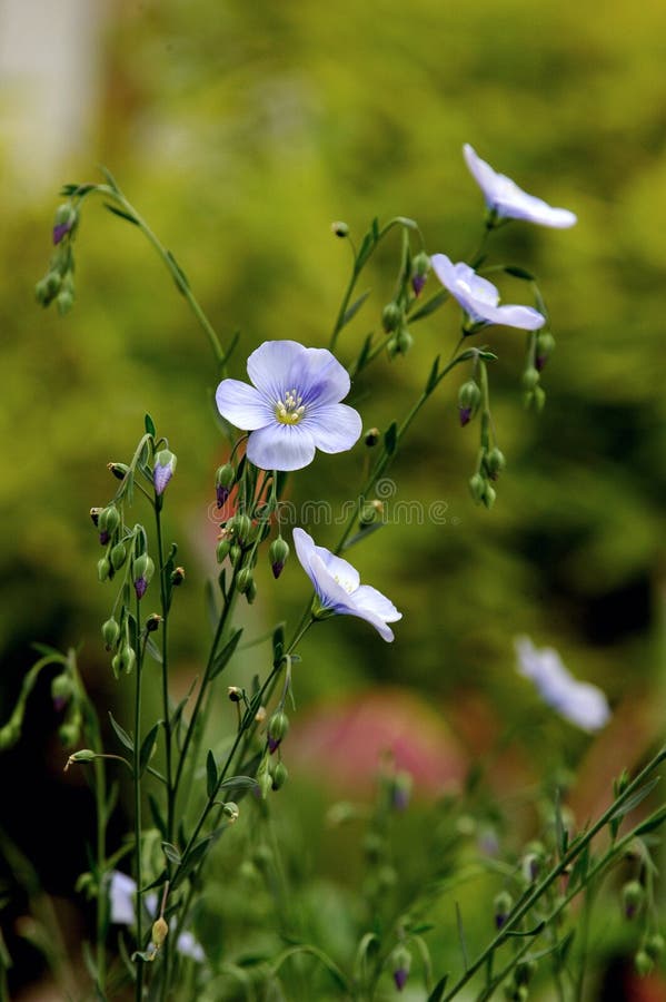 Flax stock image. Image of garden, gardens, ornamental - 33280403