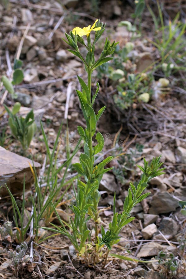 Linum Thracicum - Wild Plant Shot in the Spring Stock Photo - Image of ...