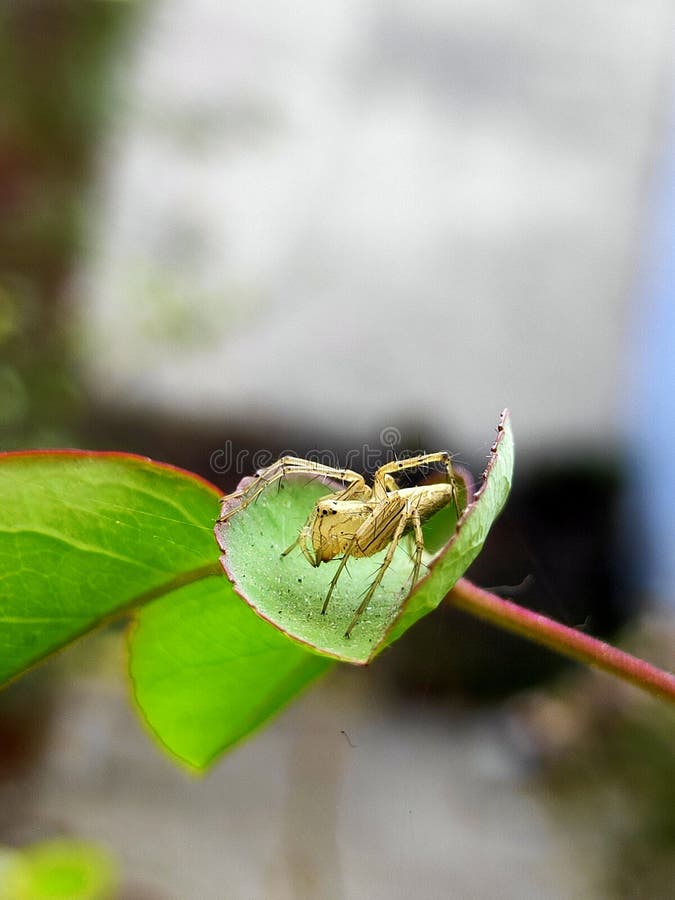 Spider Ready for Attack Over Military Munitions Stock Photo - Image of ...