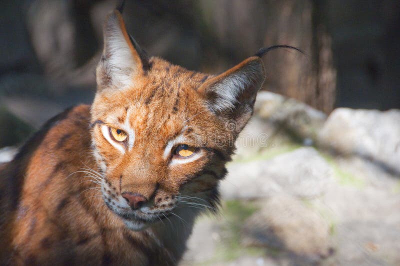 Linx foto de stock. Imagem de wildlife, calma, endangered - 10665648