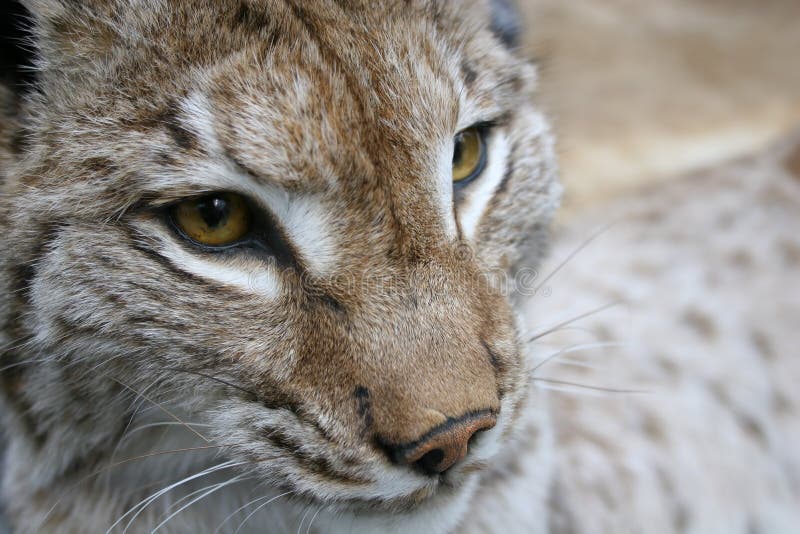 Linx stock photo. Image of mammal, exotic, wildlife, frightful - 1412356