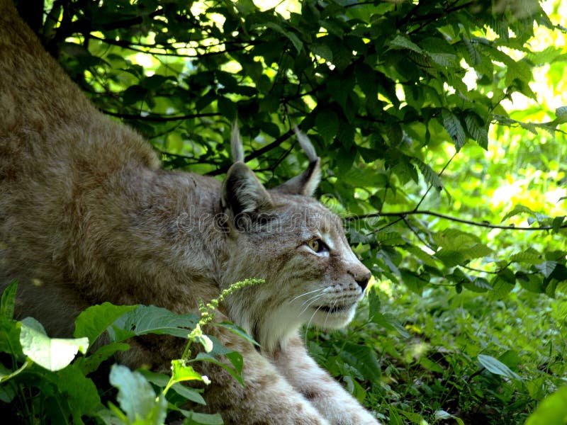 The linx stock image. Image of animal, green, mammal, animals - 5517009